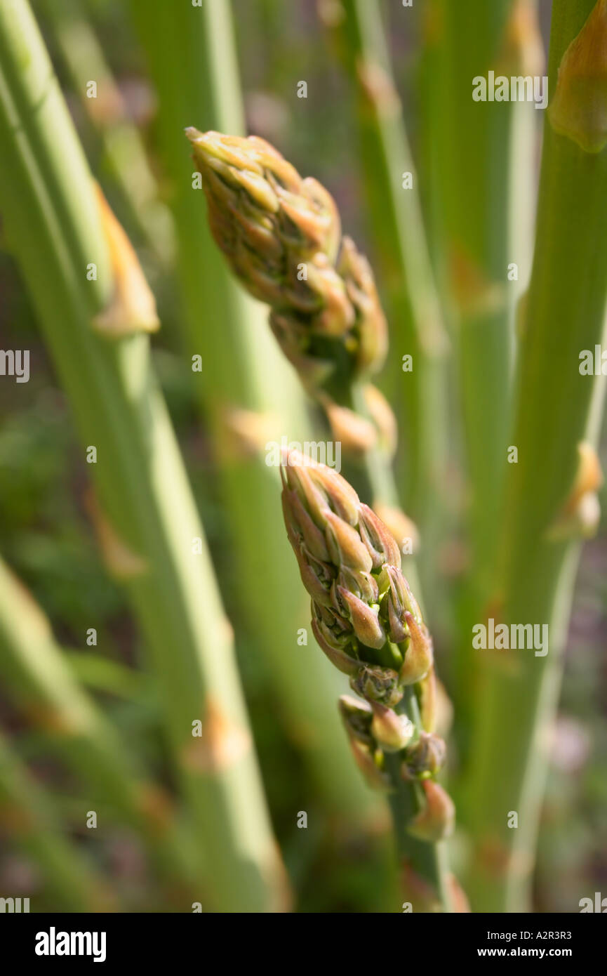 Closeup of growing garden asparagus - Asparagus Officinalis Stock Photo ...