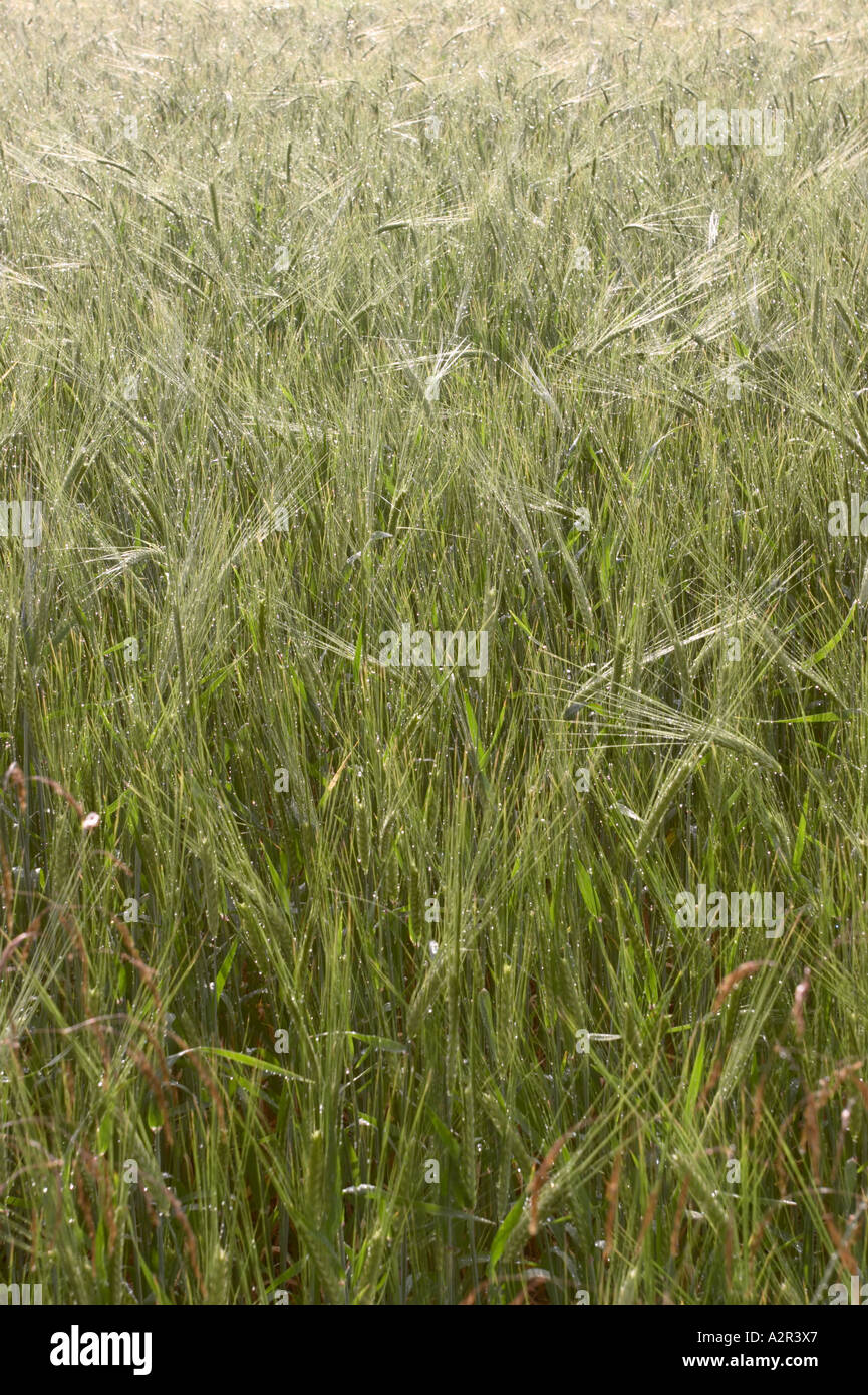 Wet barley hi-res stock photography and images - Alamy