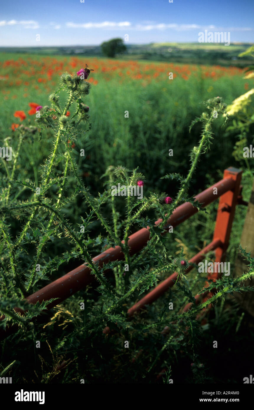 Poppies and thistles hi-res stock photography and images - Alamy