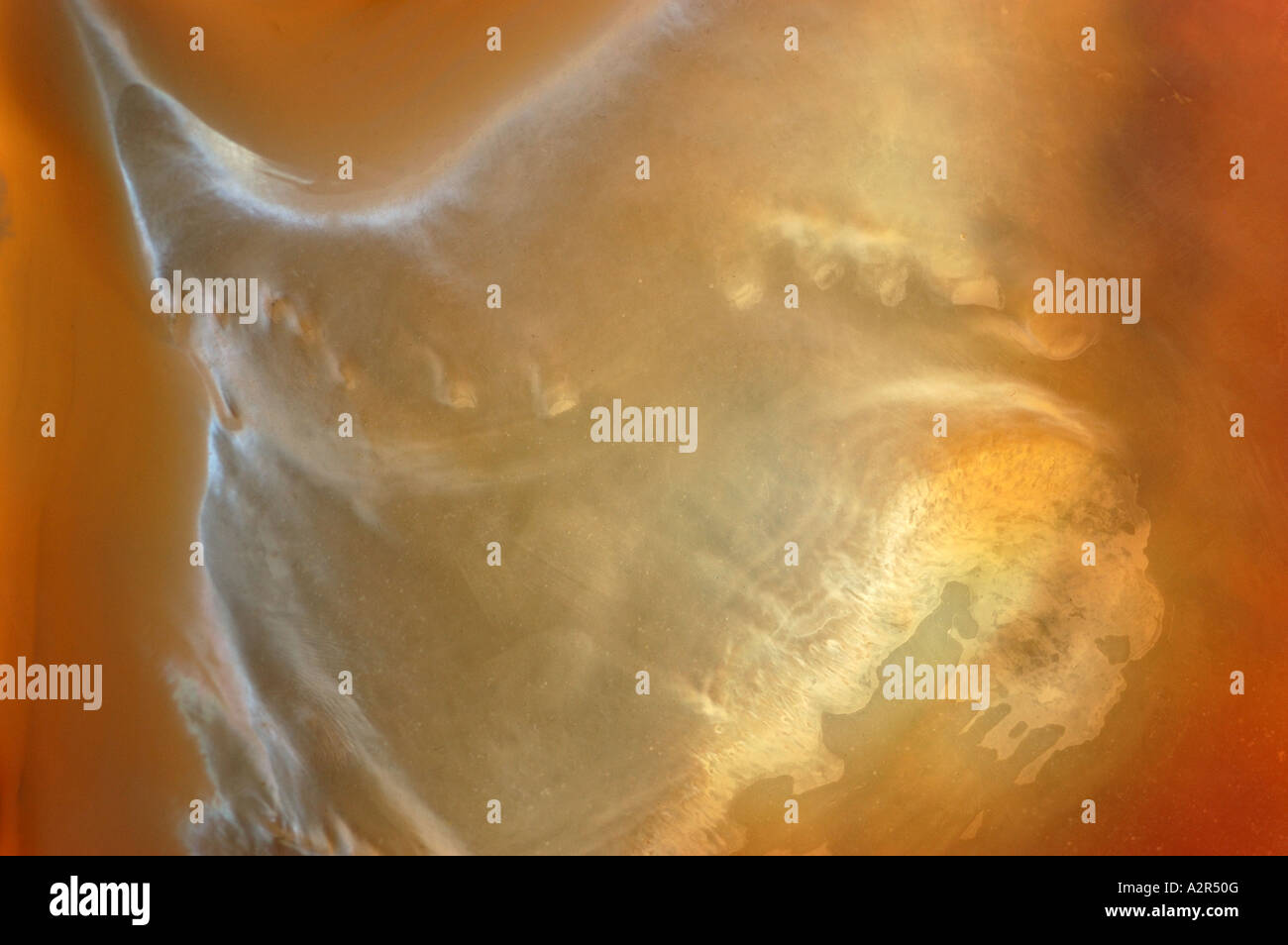 Surface texture and color of a mother of pearl shell Stock Photo - Alamy