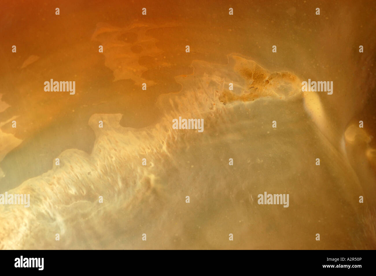 Surface texture and color of a mother of pearl shell Stock Photo - Alamy