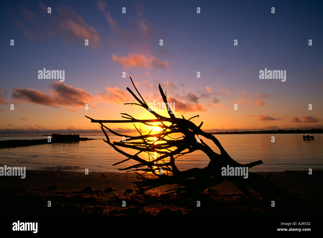 Upended tree hi-res stock photography and images - Alamy