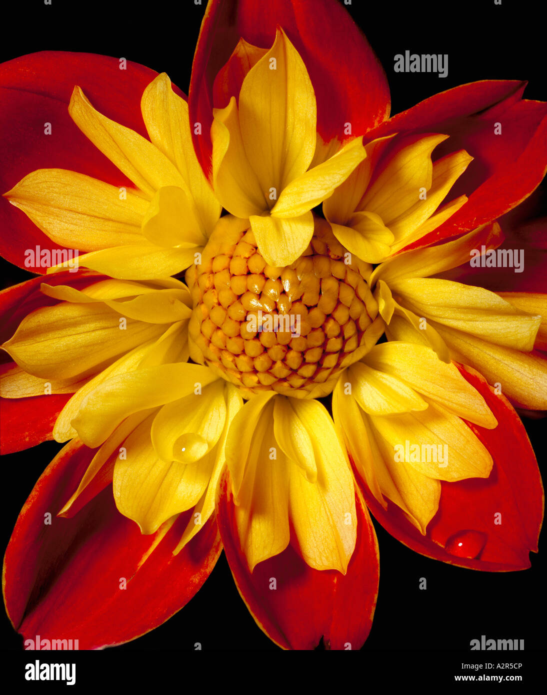 Bi colour hi-res stock photography and images - Alamy