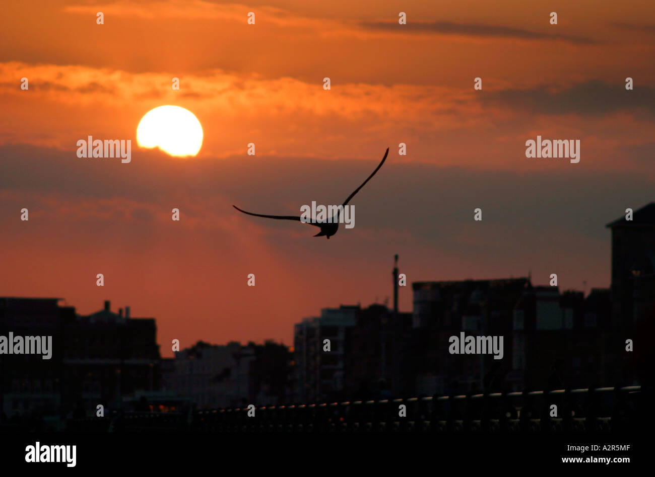 brighton sunset with seagull Stock Photo - Alamy