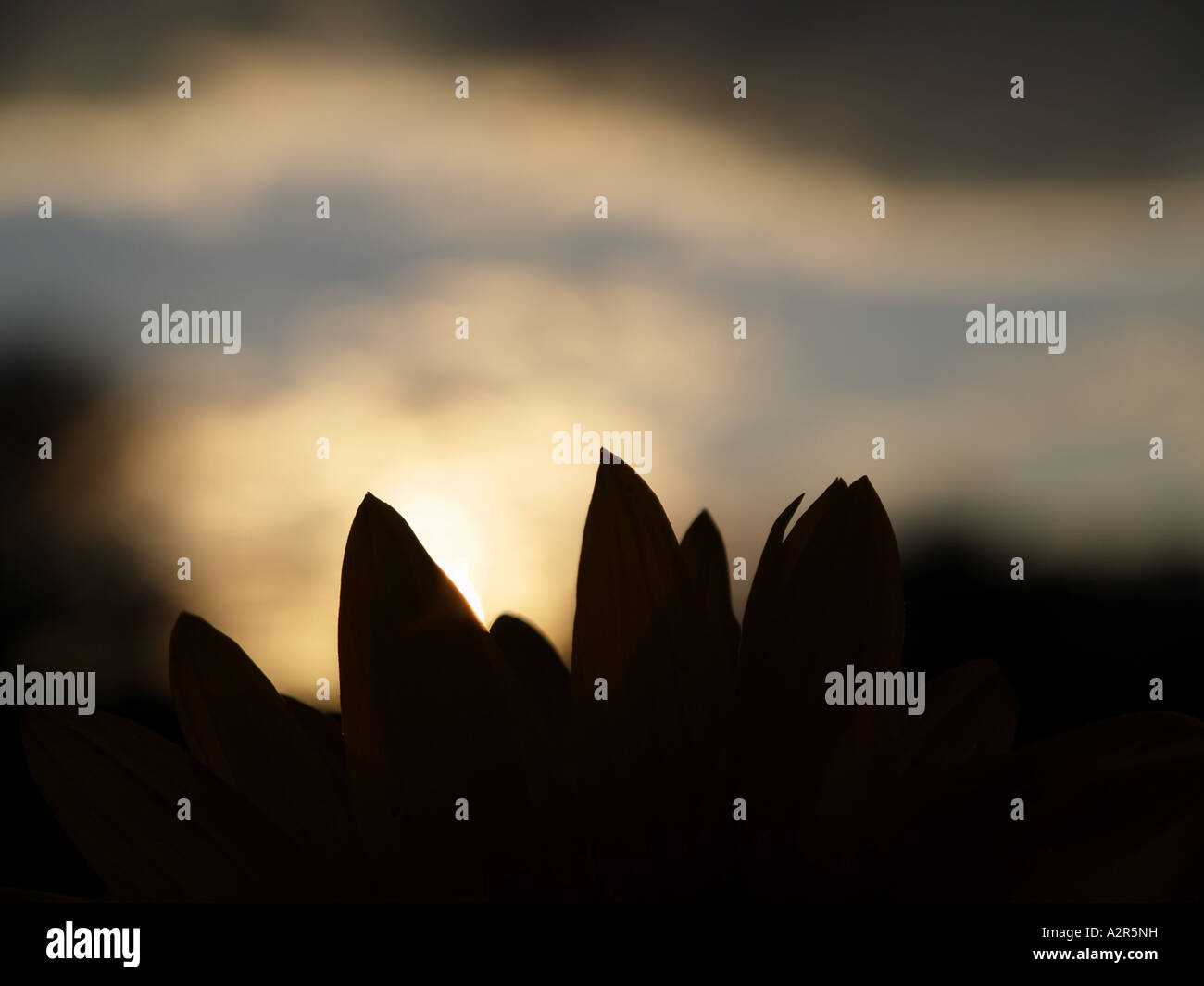 Low sun through sunflowers petals Stock Photo - Alamy