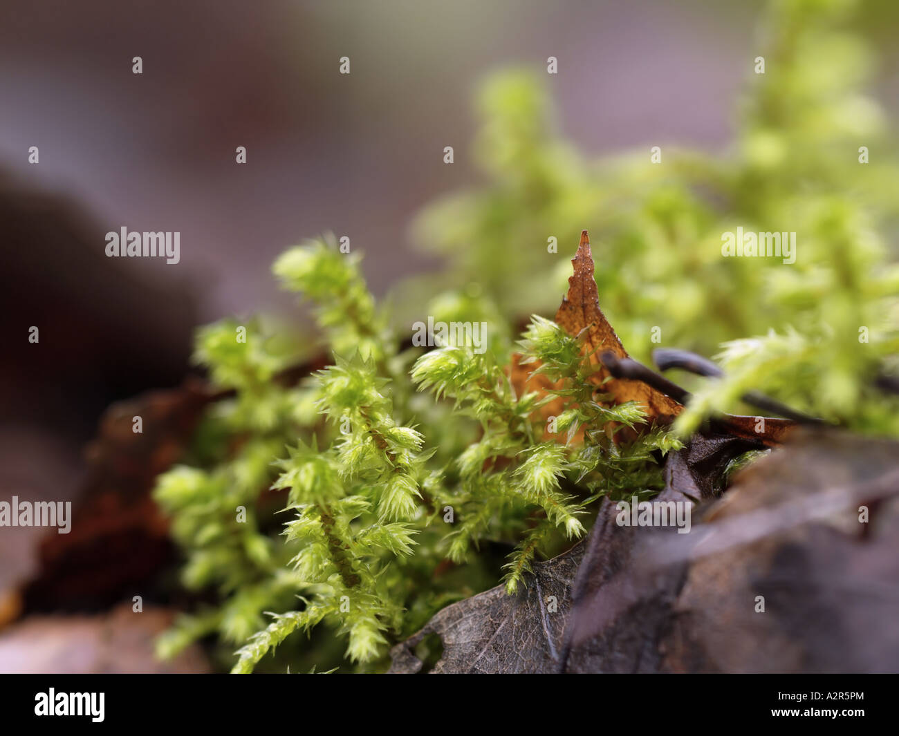 Leaf in moss Stock Photo - Alamy