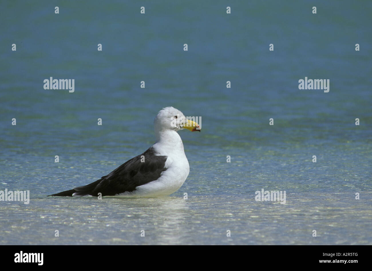 Pacific gull larus pacificus hi-res stock photography and images - Alamy