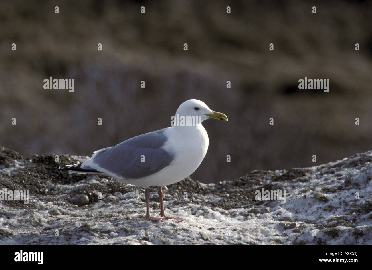 Thayer s Gull Larus thayeri Stock Photo - Alamy