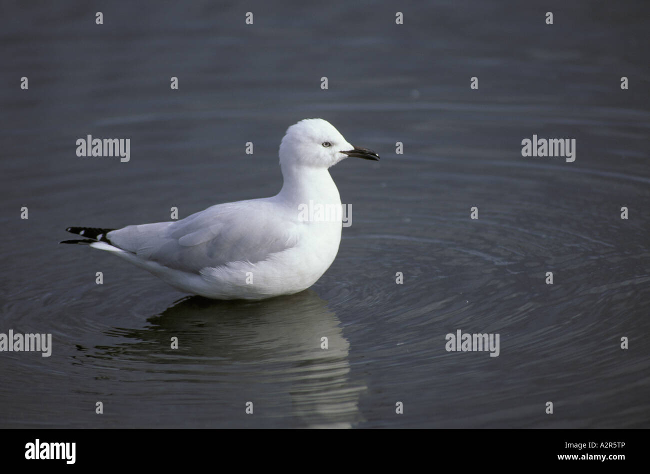 Australian silver gulls larus novaehollandiae hi-res stock photography ...