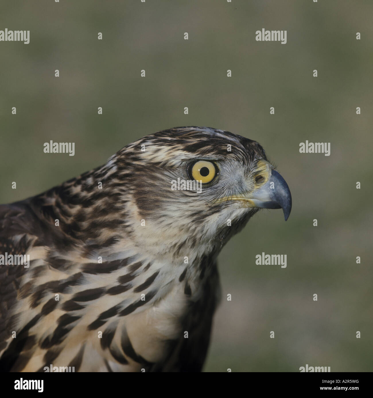 American goshawk hi-res stock photography and images - Alamy