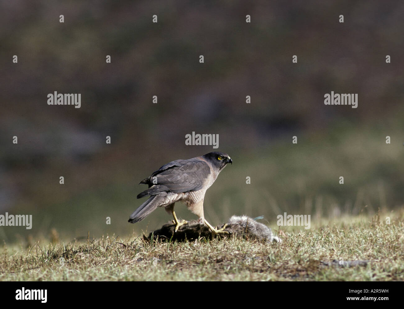 Australian goshawk hi-res stock photography and images - Alamy