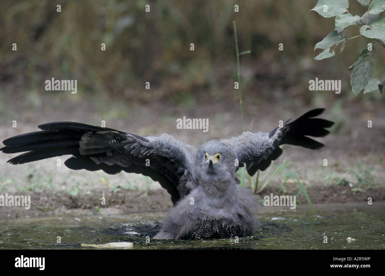 Harrier Hawk Polyboroides radiatus in water with wings open K200 Stock ...