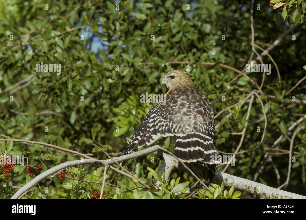 Redshouldered Hawk Buteo lineatus Sunning itself Florida Stock Photo ...