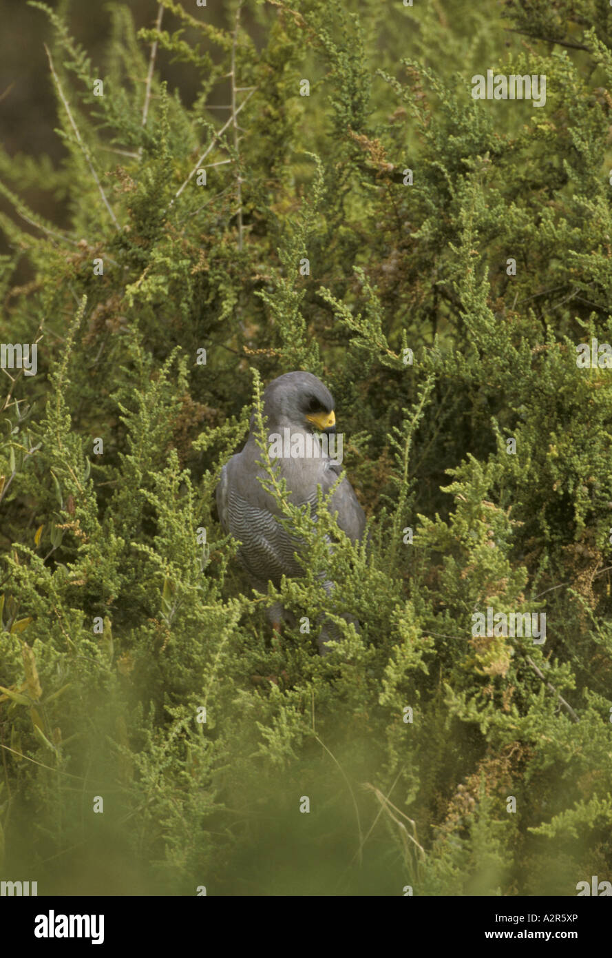 Eastern Chanting Goshawk Melierax poliopterus Kenya Stock Photo - Alamy