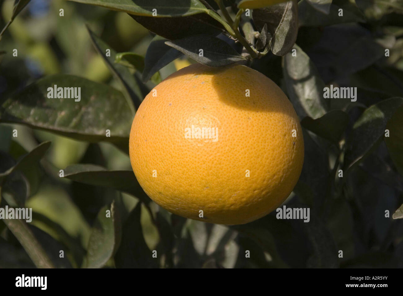 a ripe orange fruit Stock Photo - Alamy