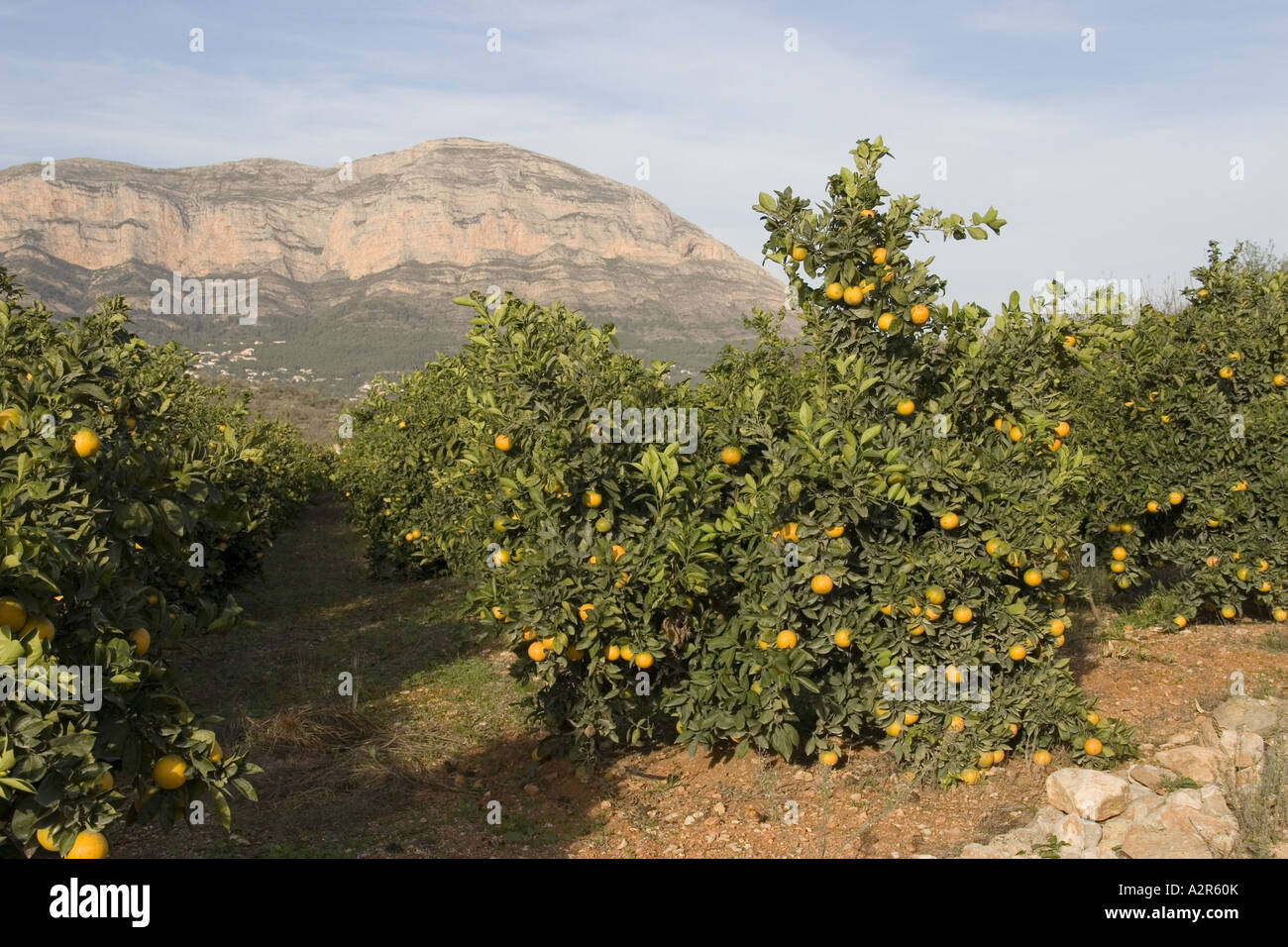 Looking through orange trees towards the sierra del montgo mountain ...