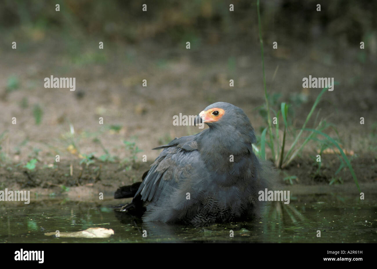 Harrier Hawk Polyboroides radiatus Stock Photo - Alamy