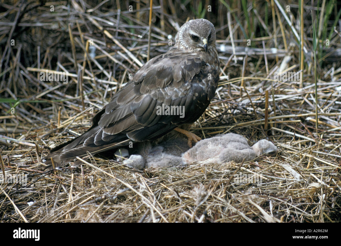 Hen Harrier at nest Stock Photo - Alamy
