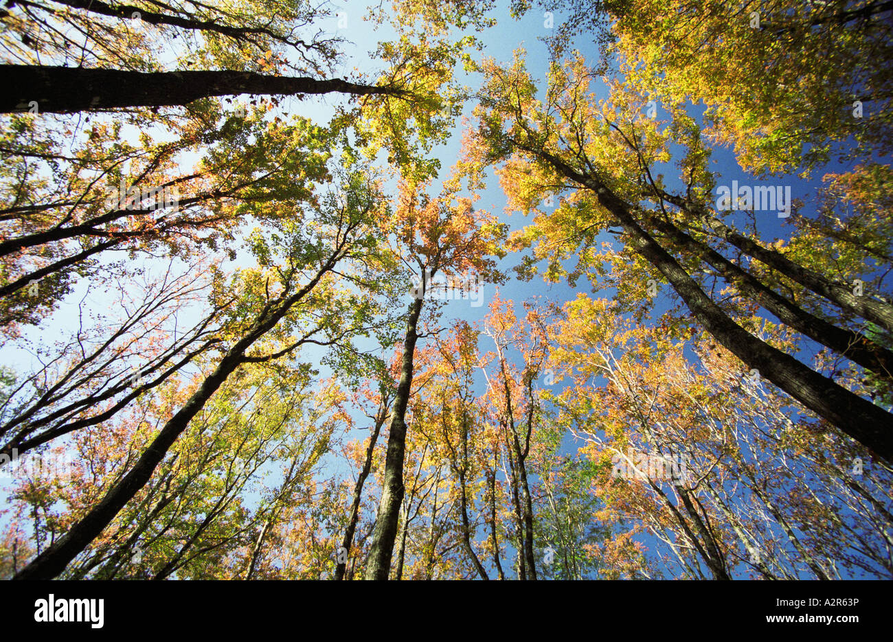Maple Trees In Forest Stock Photo - Alamy