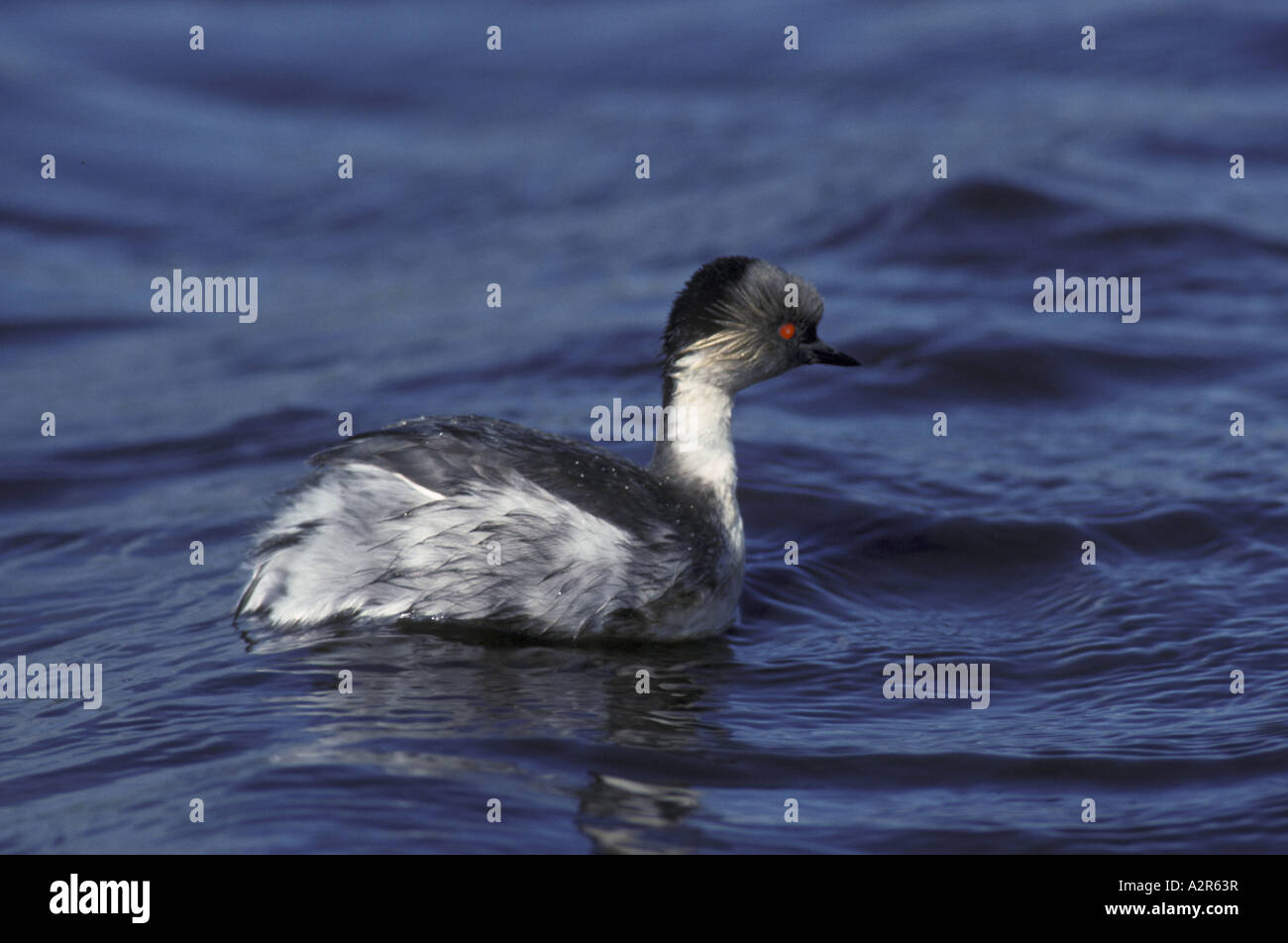 Silvery grebes hi-res stock photography and images - Alamy