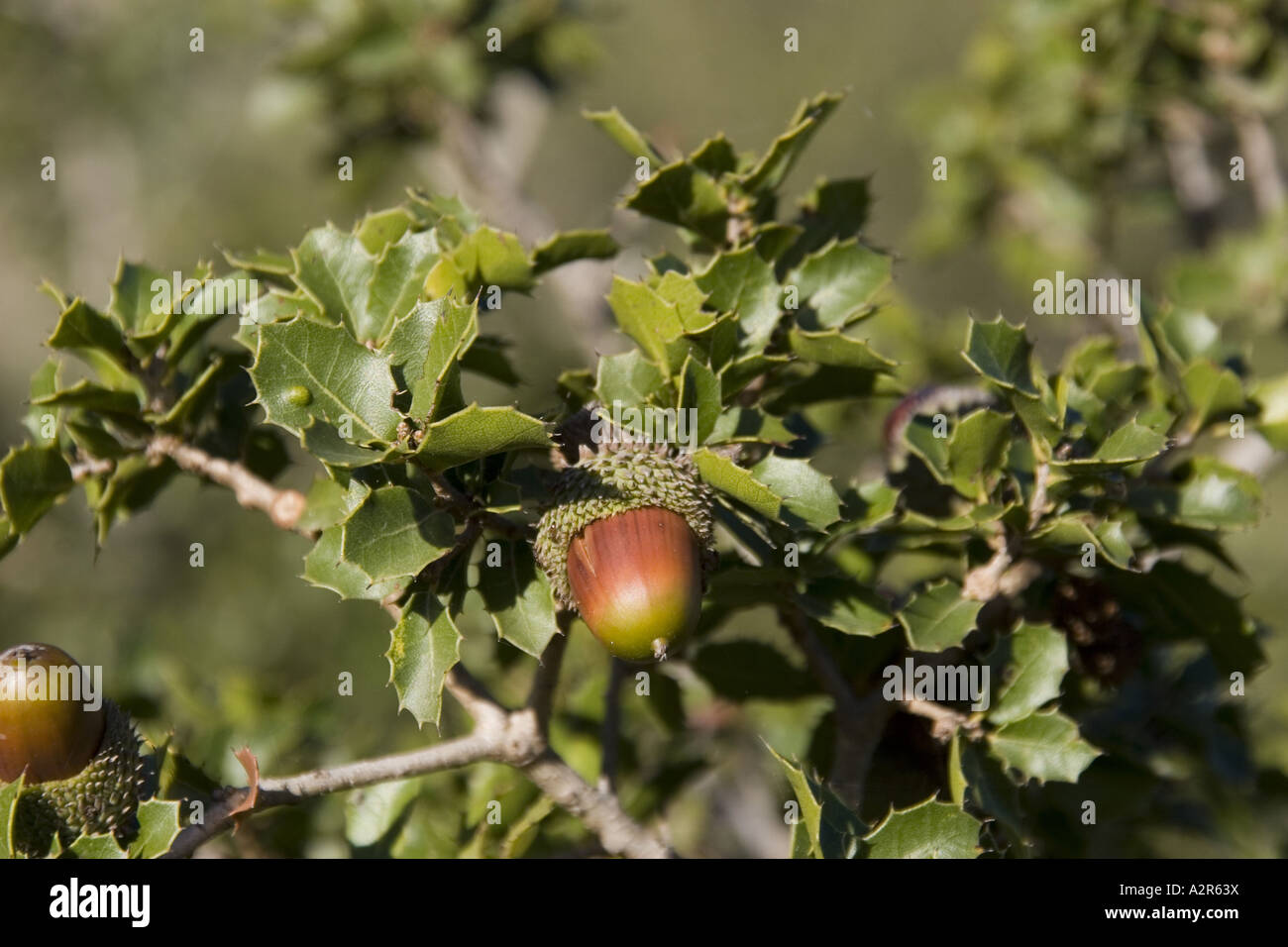 Quercus coccifera leaf hi-res stock photography and images - Alamy