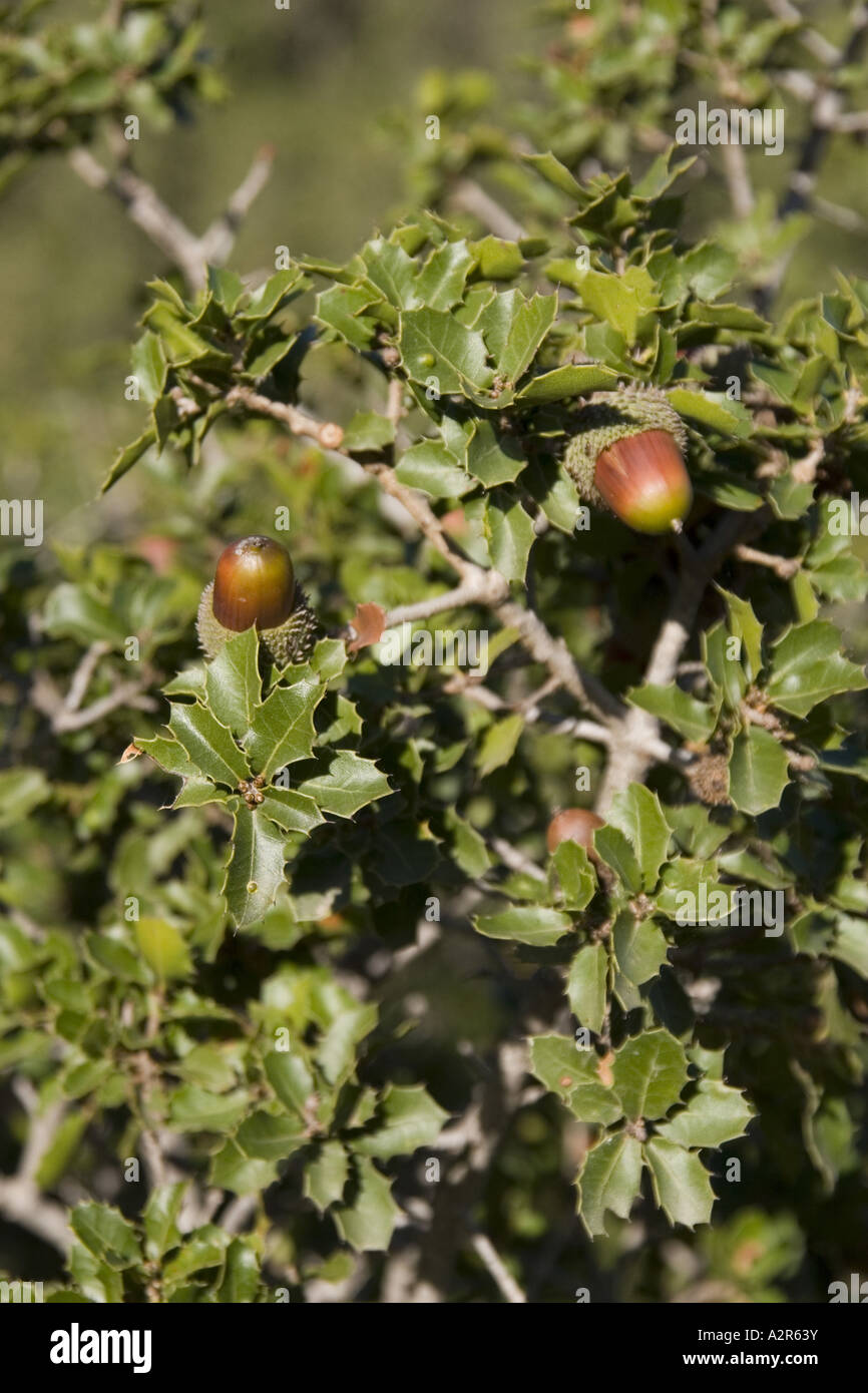 Kermes or holly oak Quercus coccifera Western Mediterranean Stock Photo ...