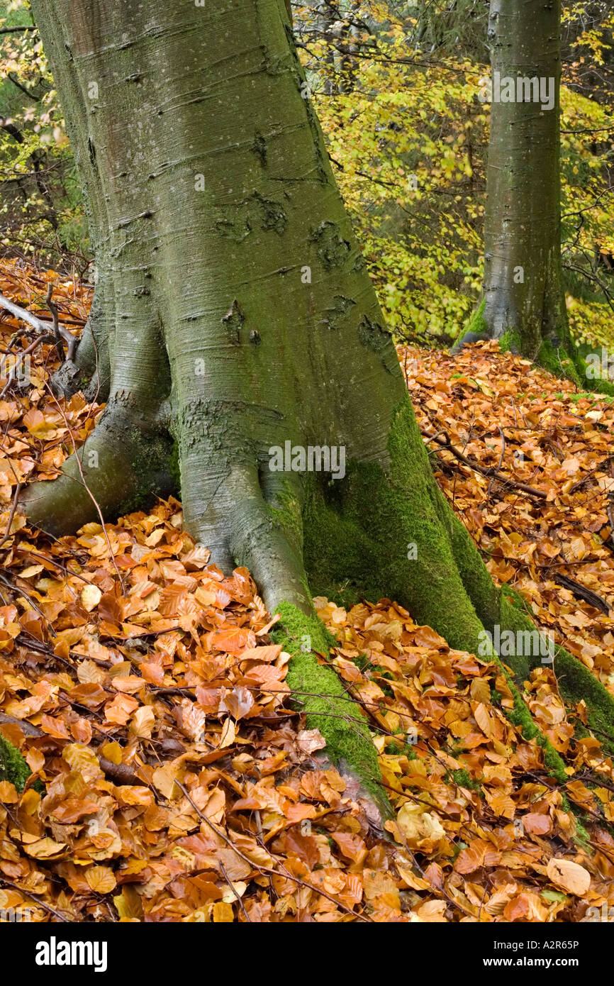 The root of a beech tree surrounded by Autumn leaves Thirlmere wood ...
