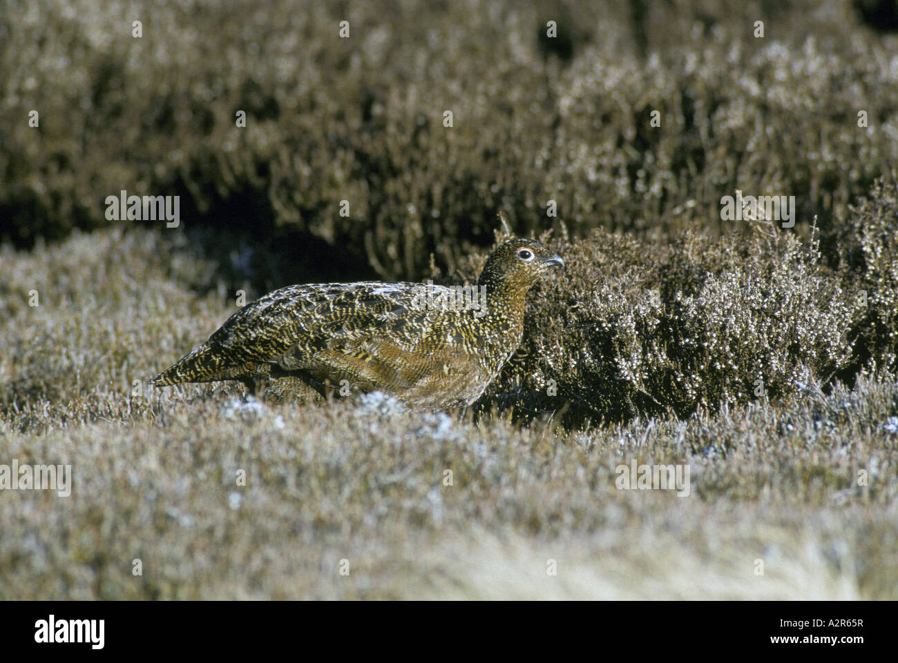 Red Grouse Lagopus lagopus female Stock Photo - Alamy