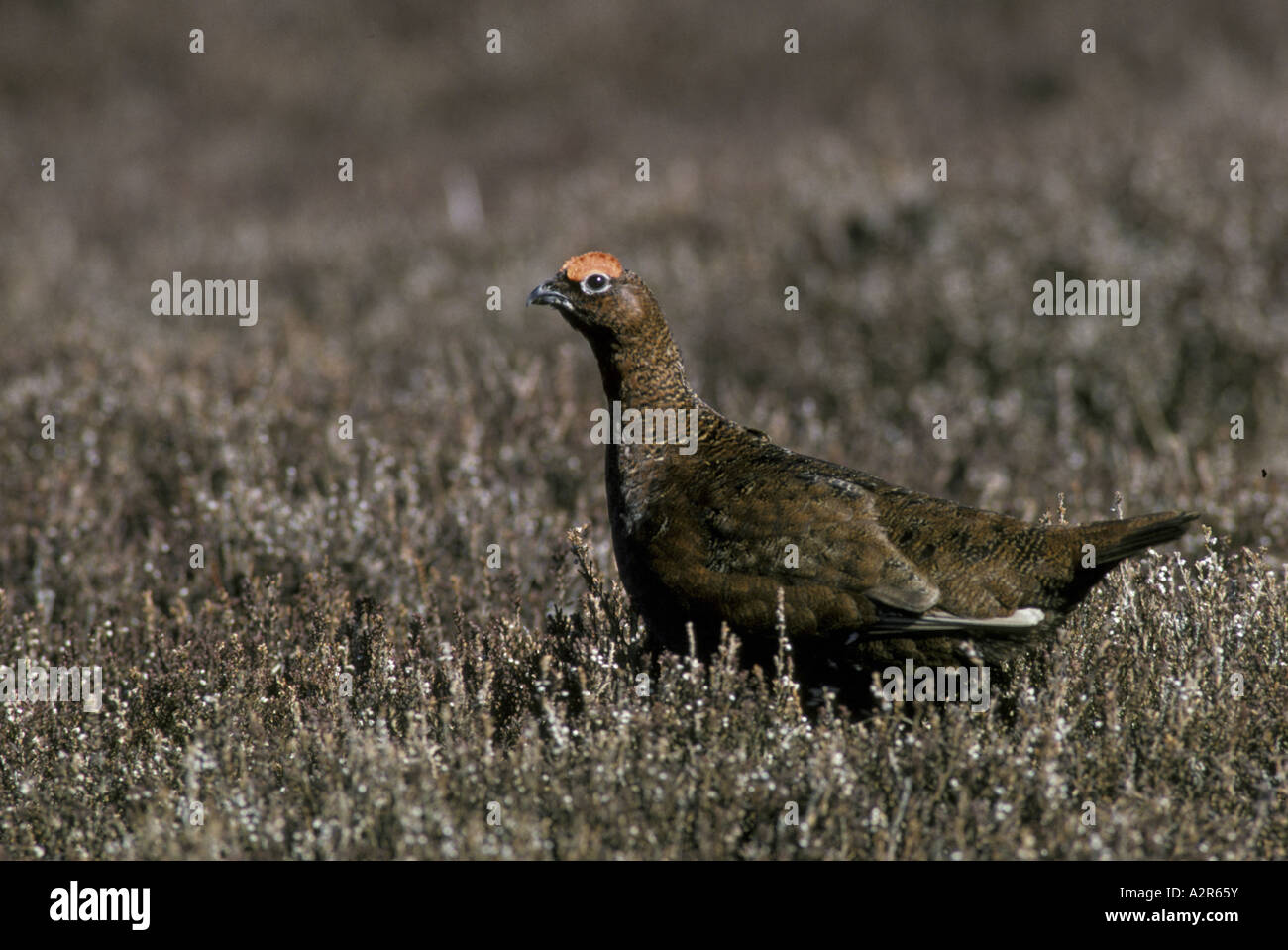 Male red grouse on moorland hi-res stock photography and images - Alamy