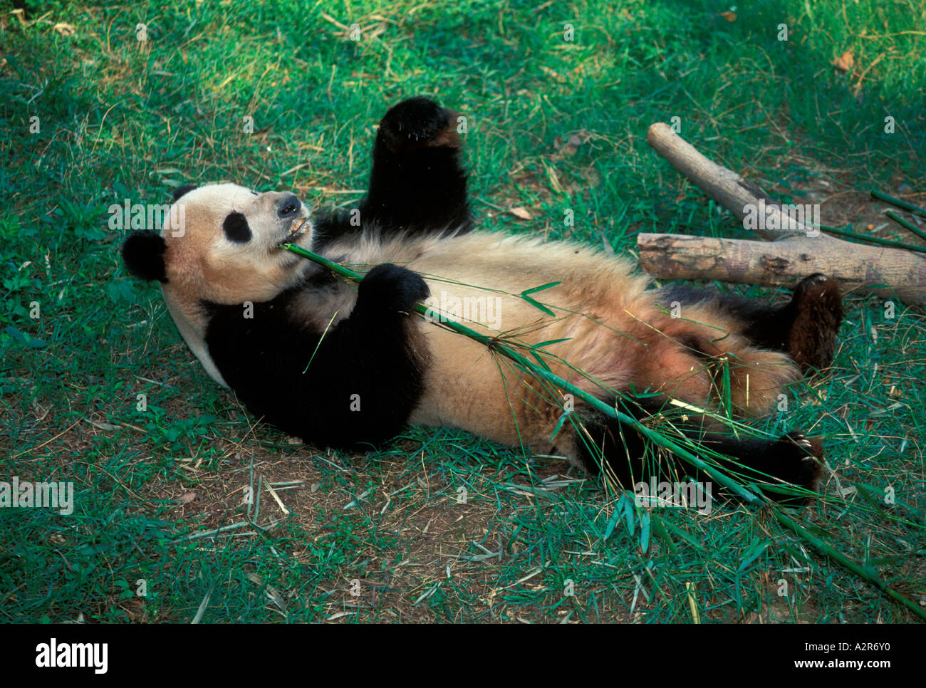 Giant Panda Panda Research Station Chengdu China Stock Photo - Alamy