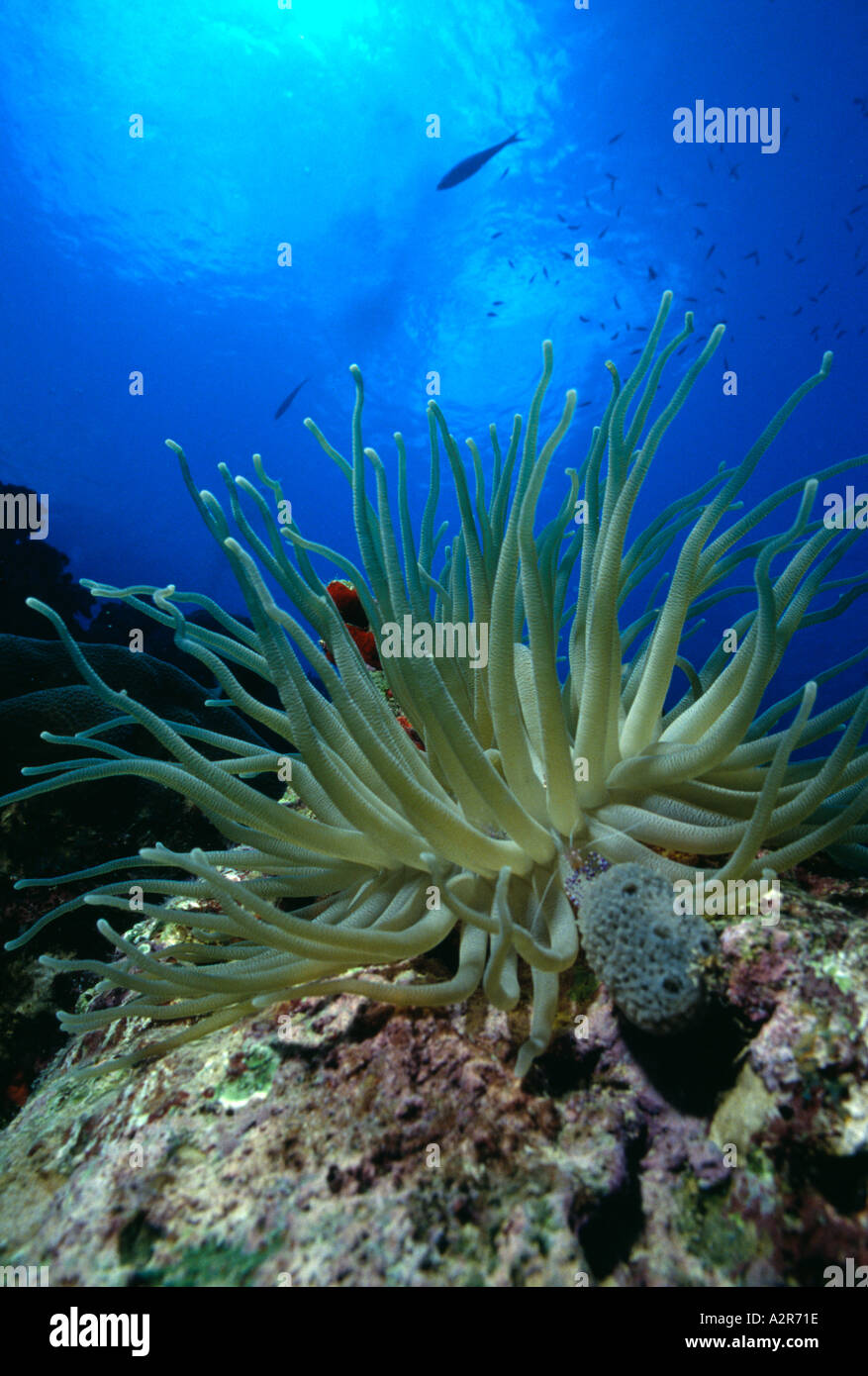 Bonaire u w Calabas Reef Anemone w blue water and surface in background ...