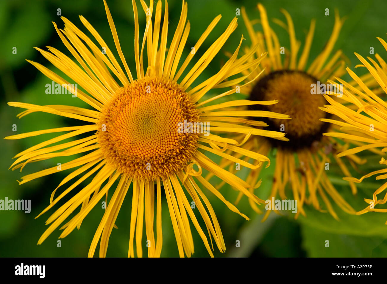 Iish Fleabane Inula salicina Close up Stock Photo - Alamy