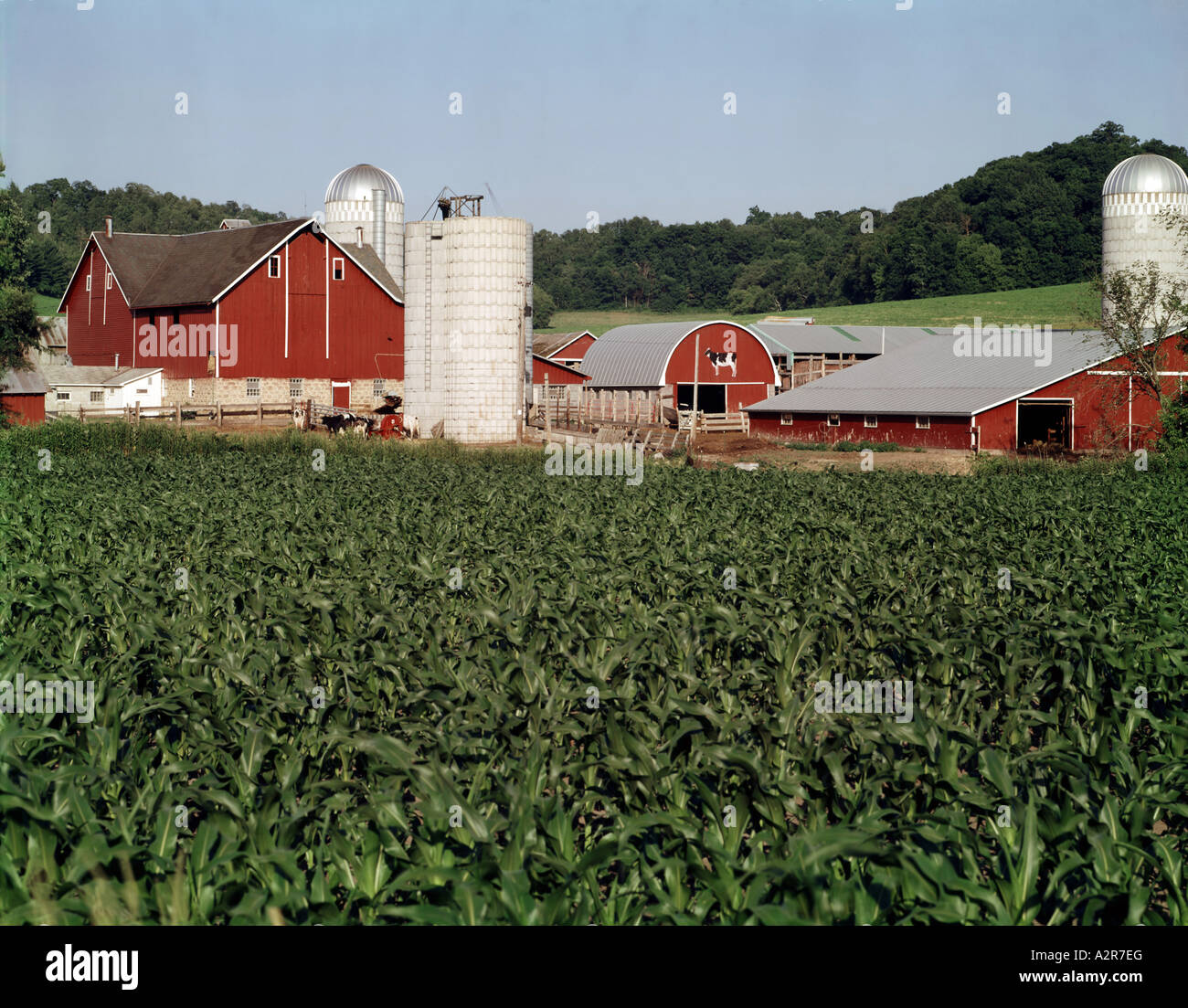 Dairy cattle barns hi-res stock photography and images - Alamy