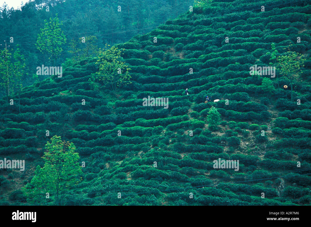 Tea plantation China Stock Photo - Alamy