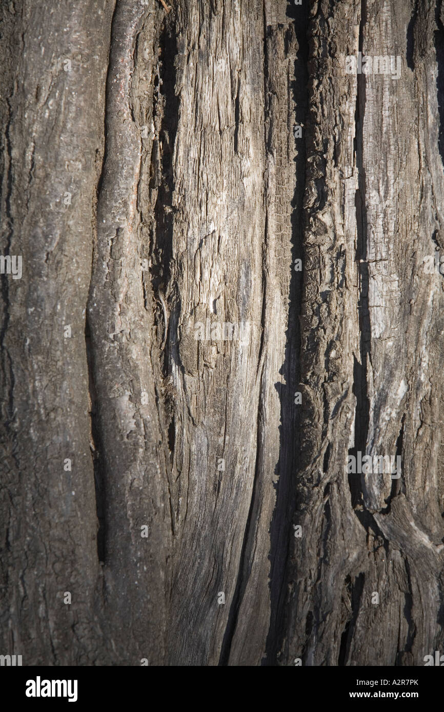 Patterns and textures tree bark Stock Photo - Alamy