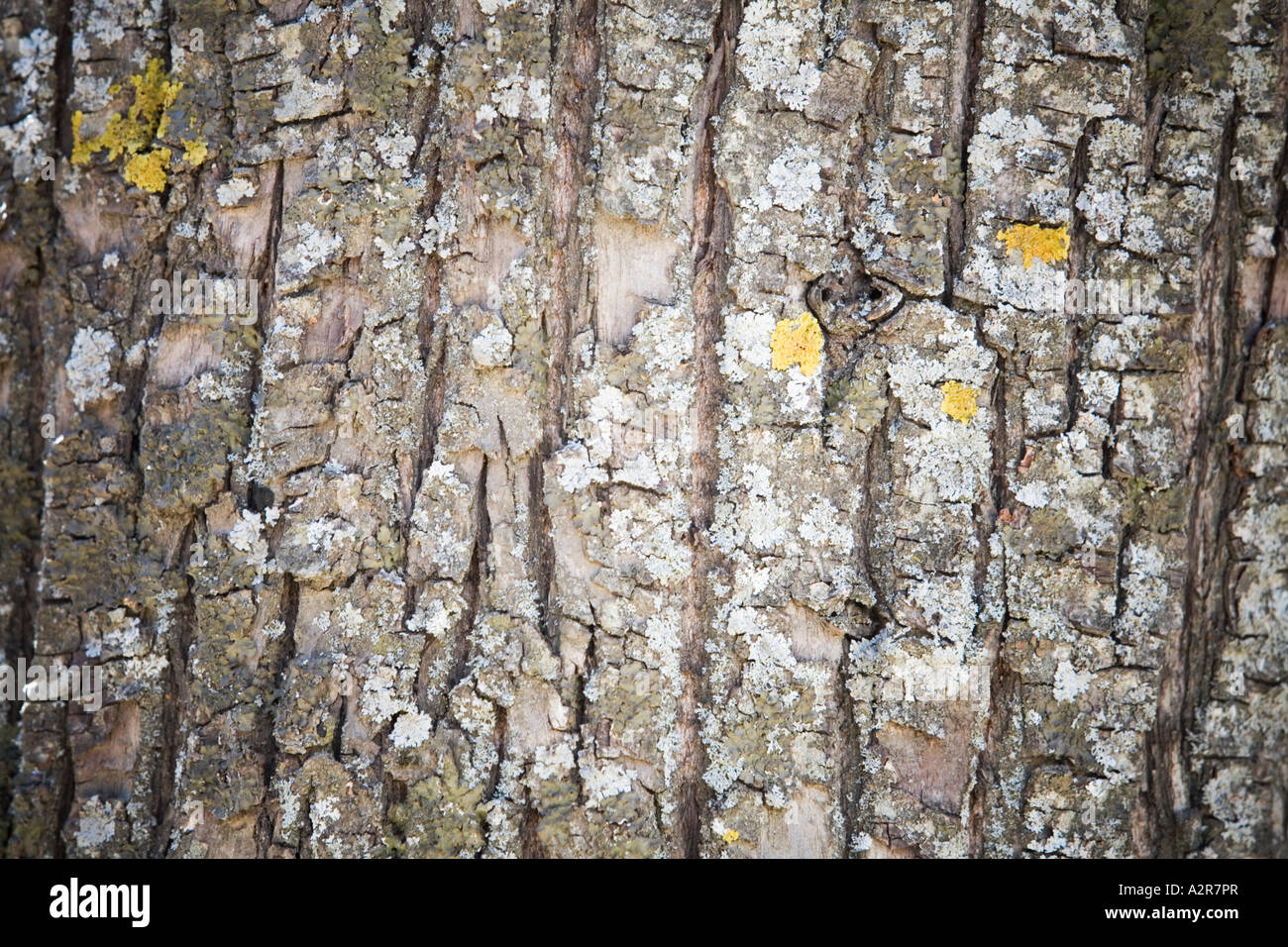 Patterns and textures tree bark Stock Photo - Alamy