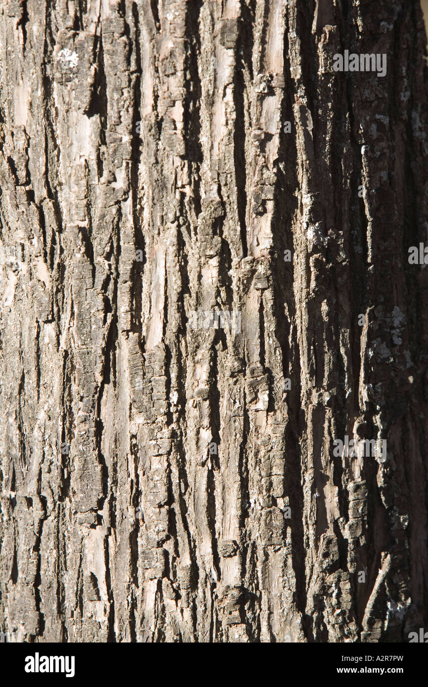 Patterns and textures tree bark Stock Photo - Alamy