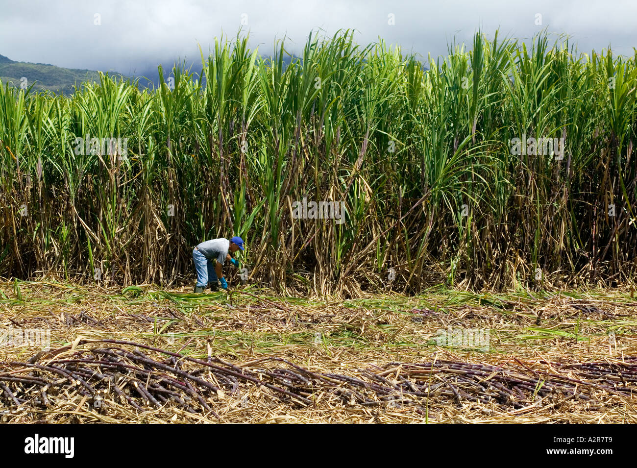 Reunion island - Field of sugar cane Stock Photo - Alamy