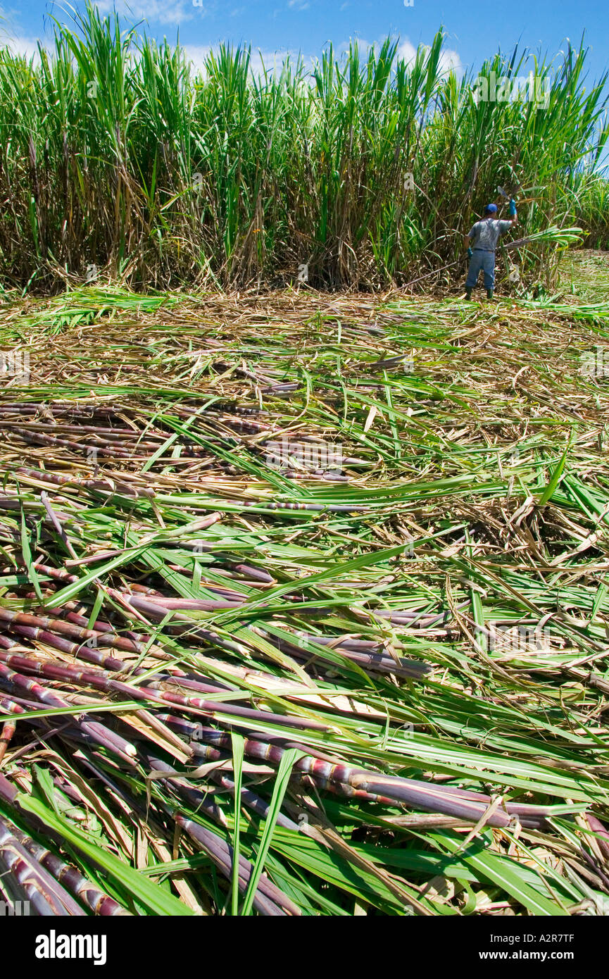 Reunion island - Field of sugar cane Stock Photo - Alamy