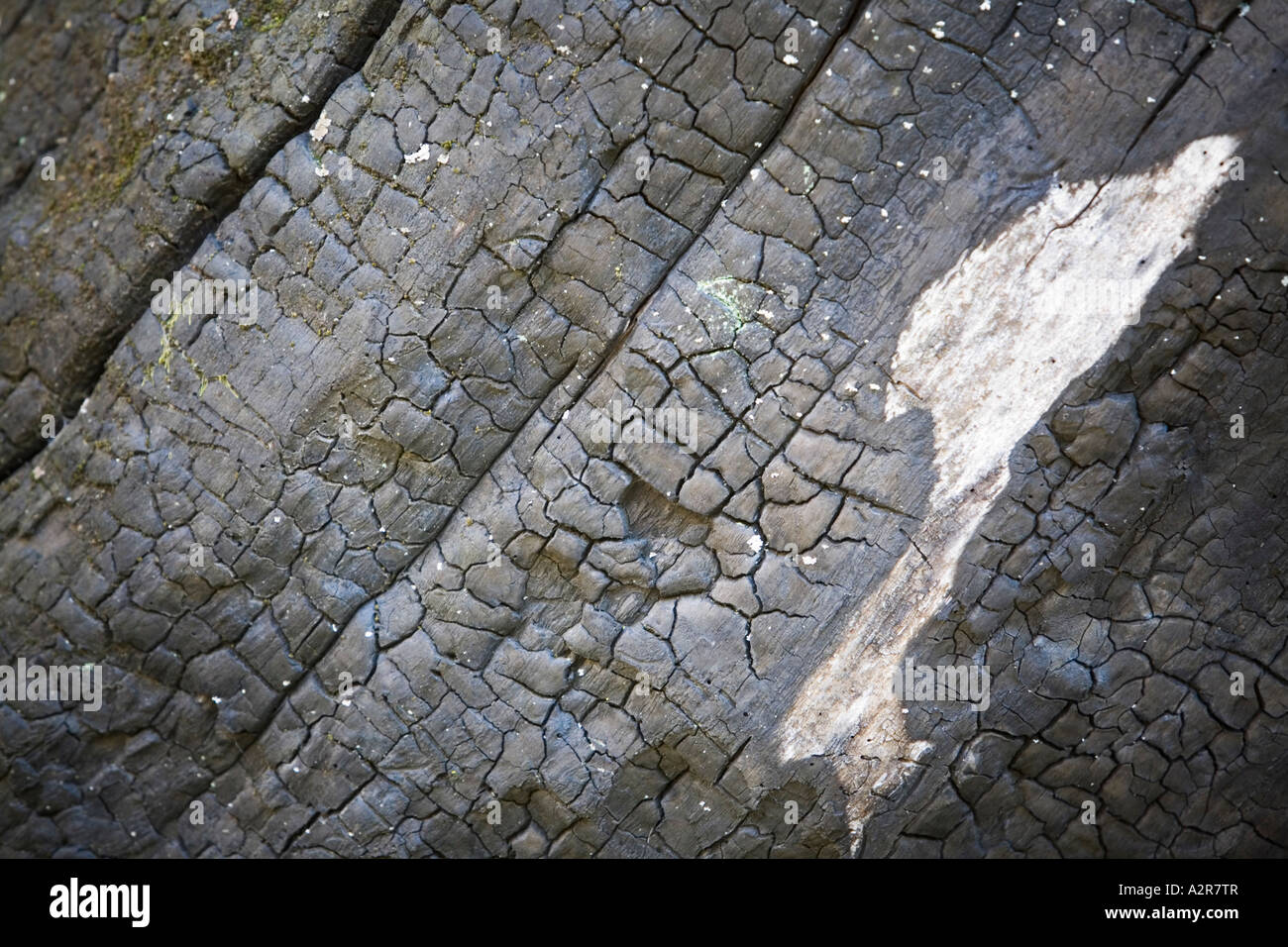 Patterns and textures charred chestnut tree bark Stock Photo - Alamy