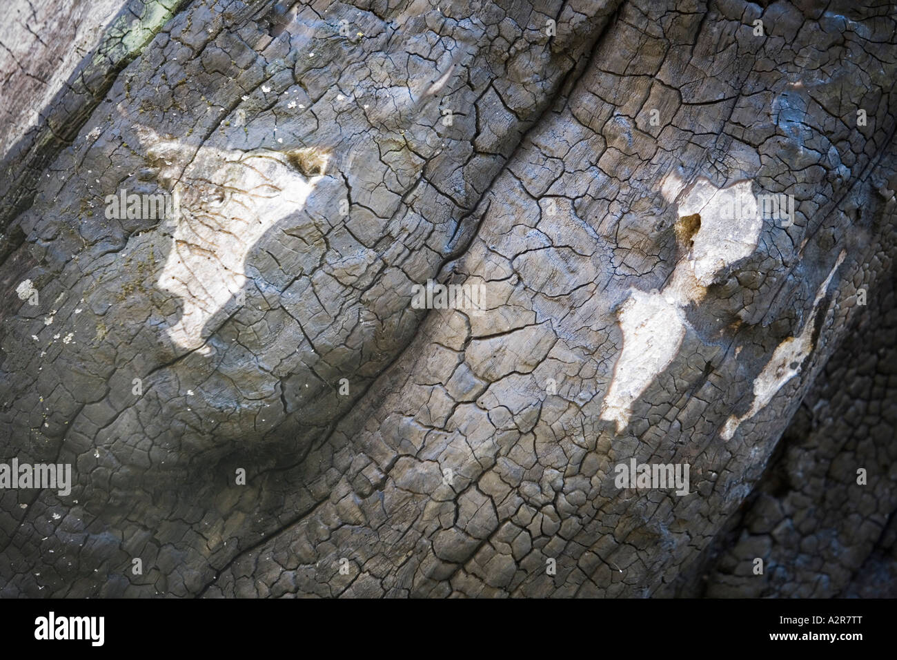 Patterns and textures charred chestnut tree bark Stock Photo - Alamy