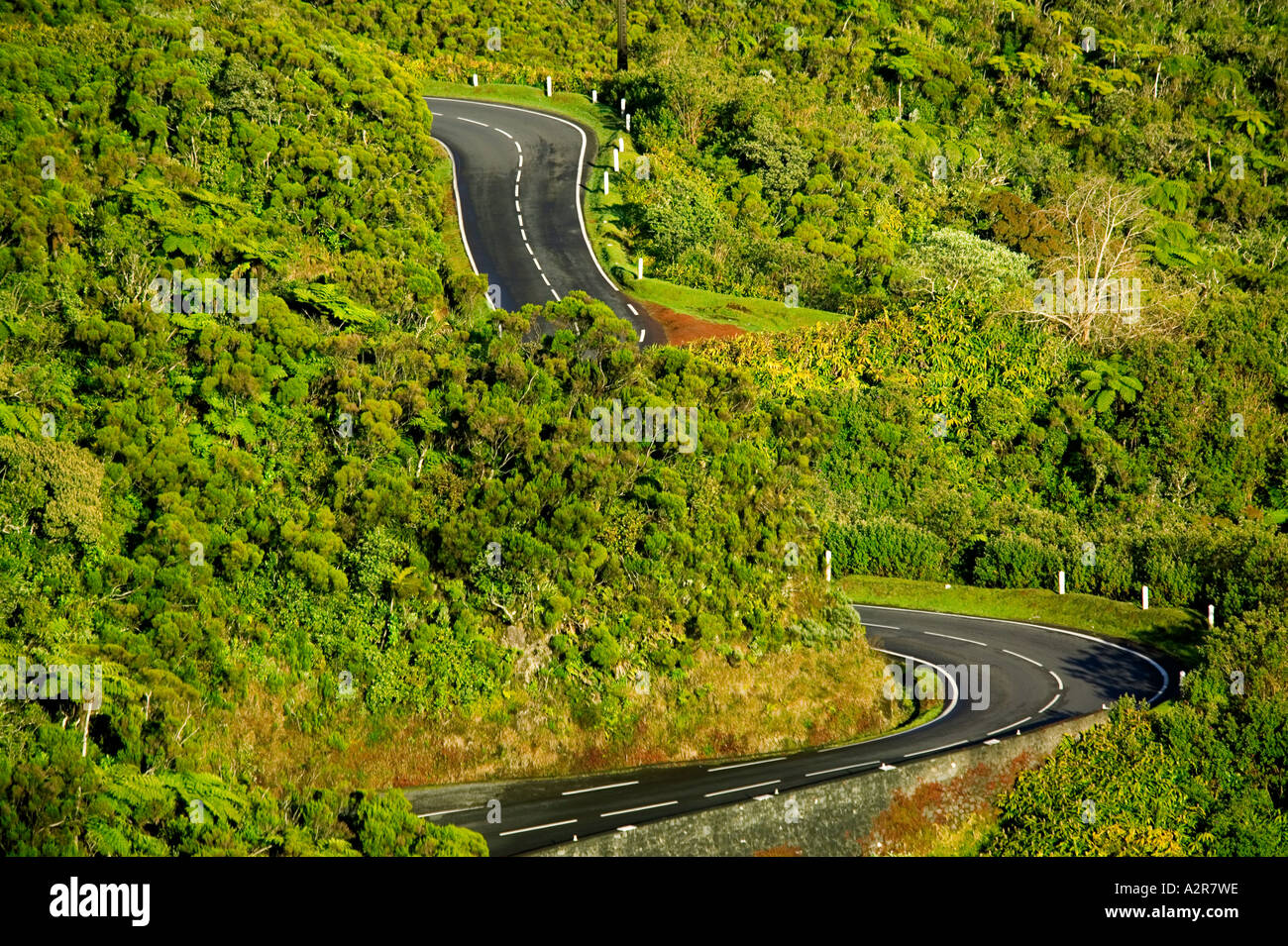 Reunion island - Road across giant ferns Stock Photo - Alamy