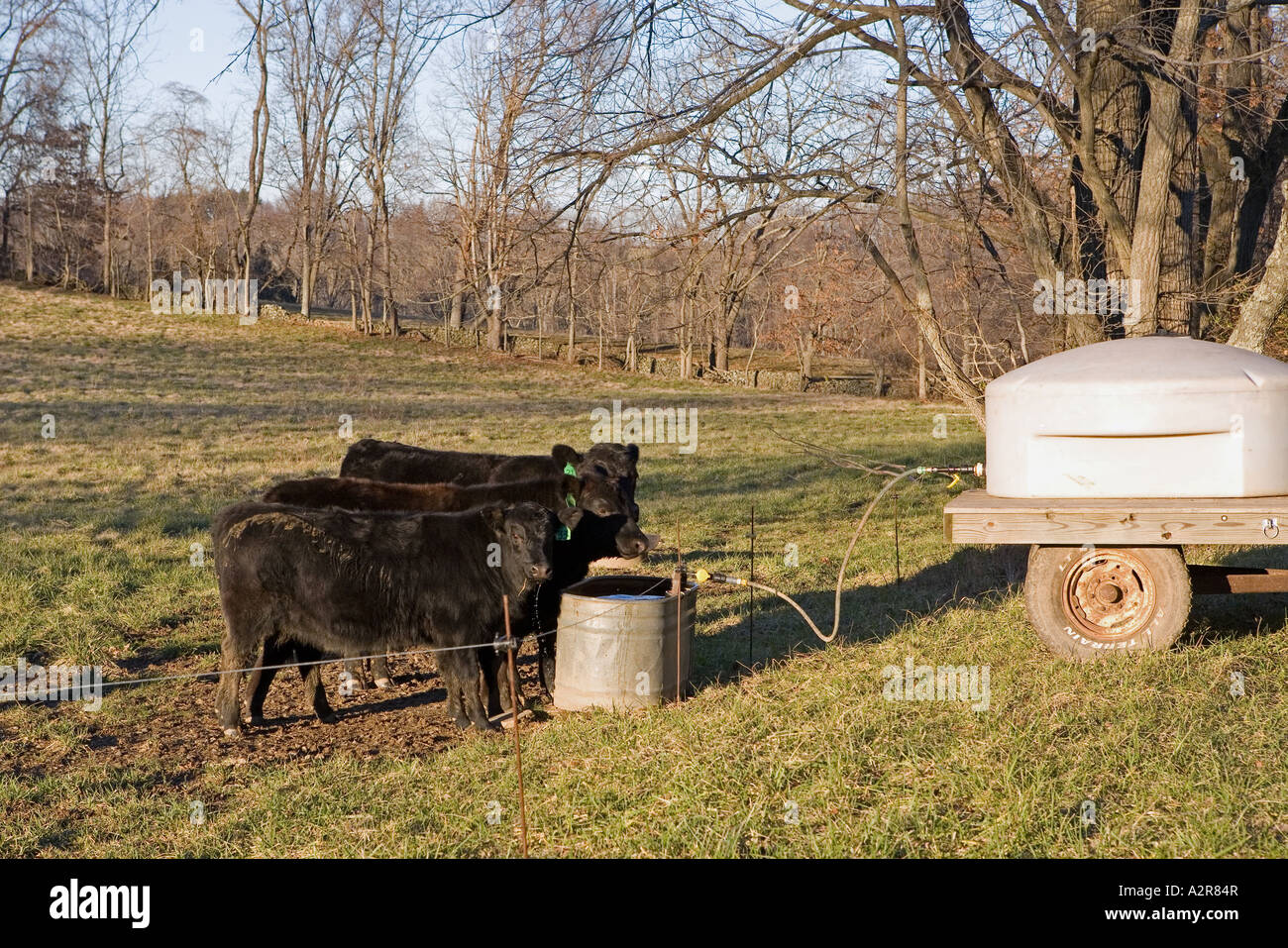 Cow drinking from a water trough hi-res stock photography and images ...