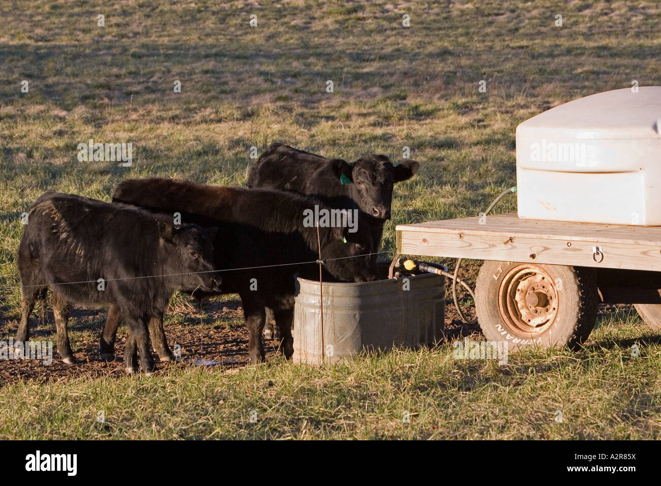 Cattle Drinking From Trough High Resolution Stock Photography and ...