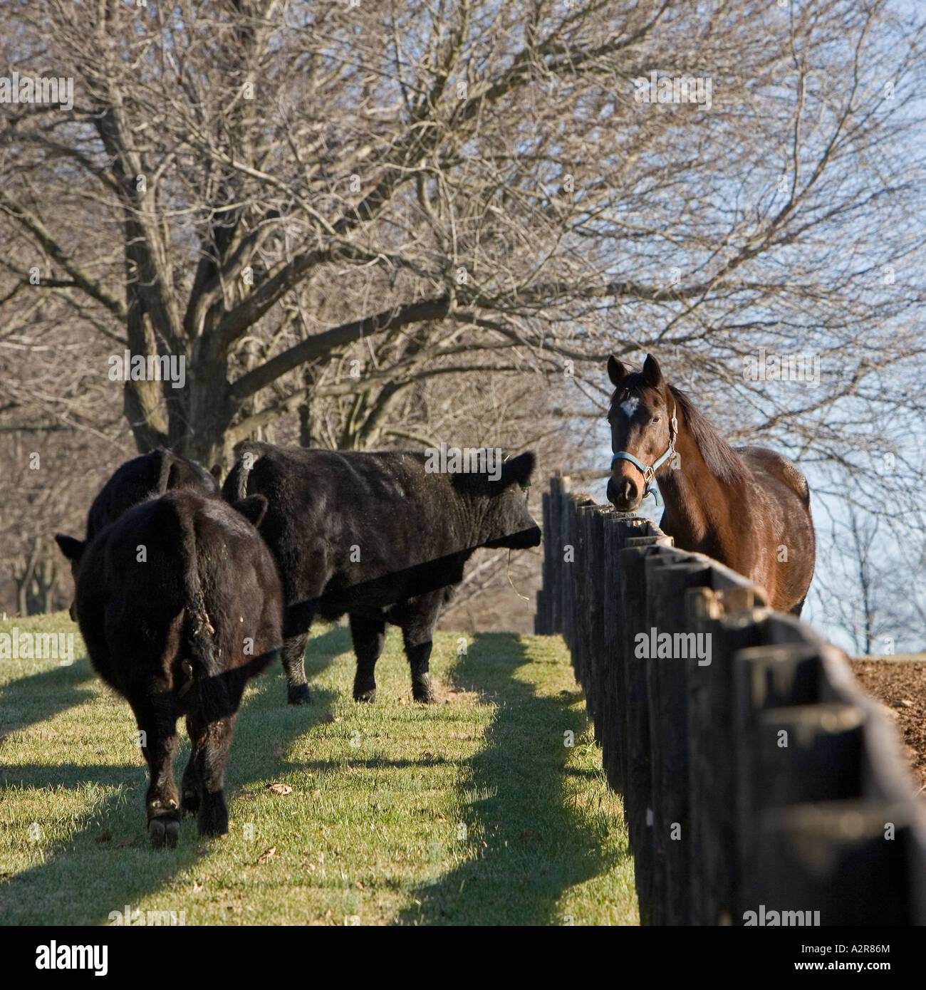 Black Angus cow breaks away from group being herded up farm road to ...