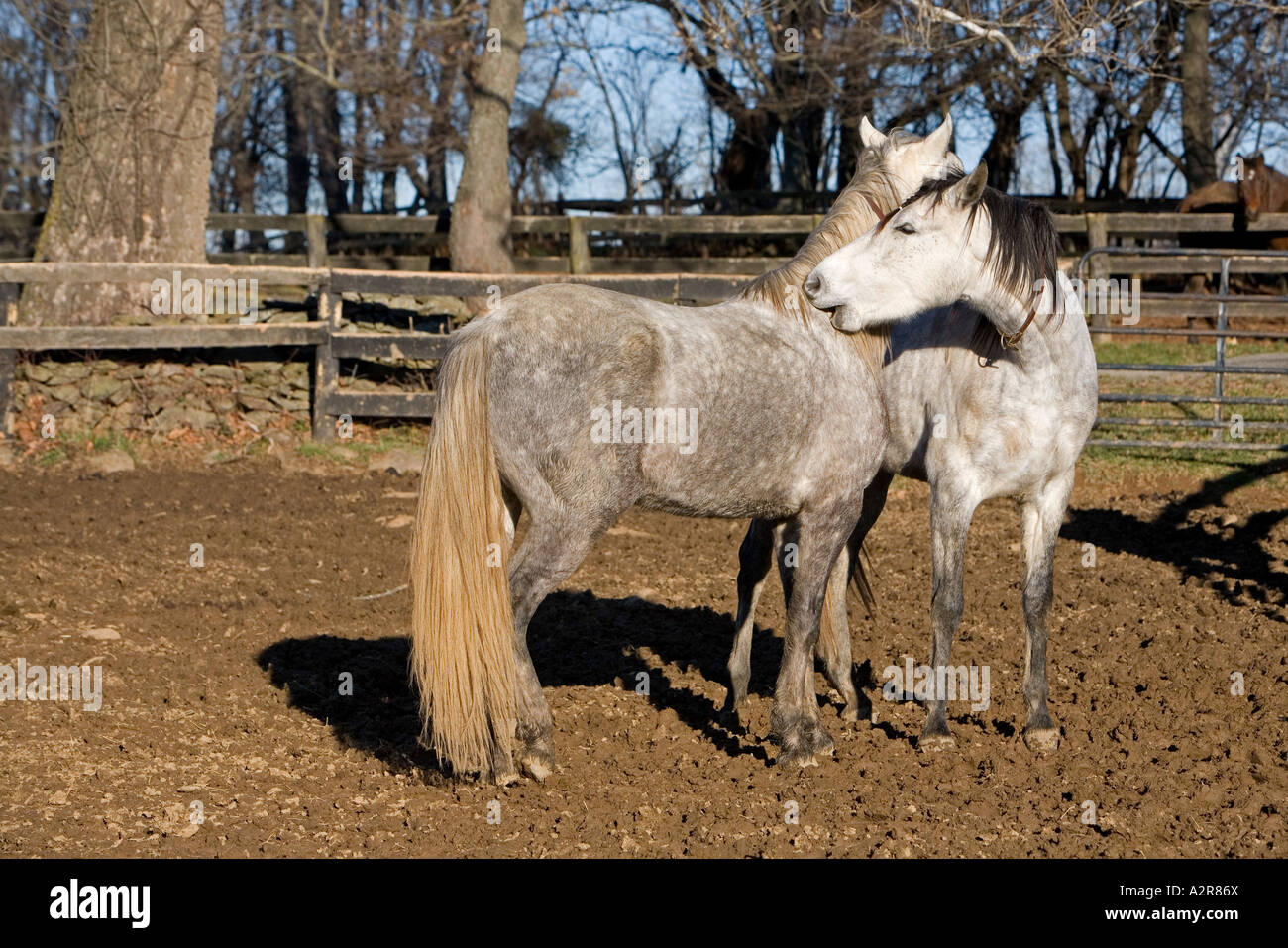 Two horses scratching each others backs Stock Photo - Alamy