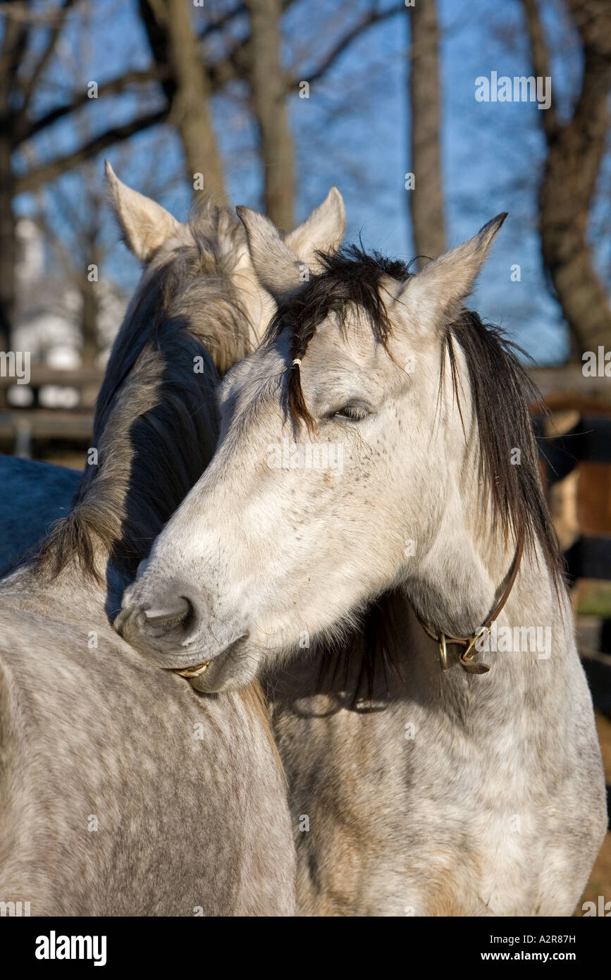 Two horses scratching each others backs Stock Photo - Alamy
