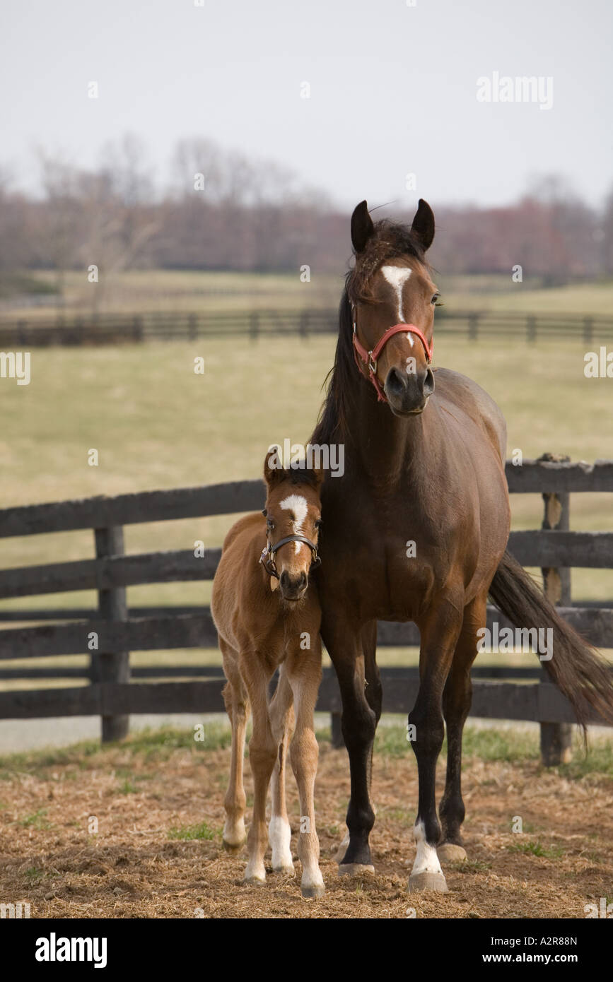 Broodmare hi-res stock photography and images - Alamy