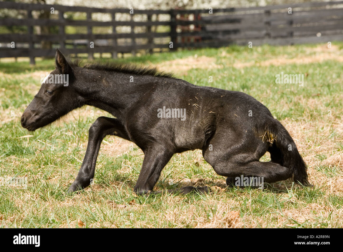 Newborn Foal To Stand High Resolution Stock Photography and Images - Alamy