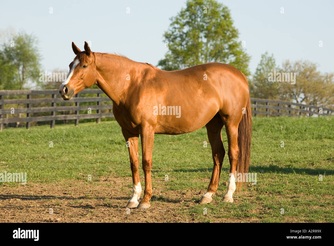 Broodmare hi-res stock photography and images - Alamy